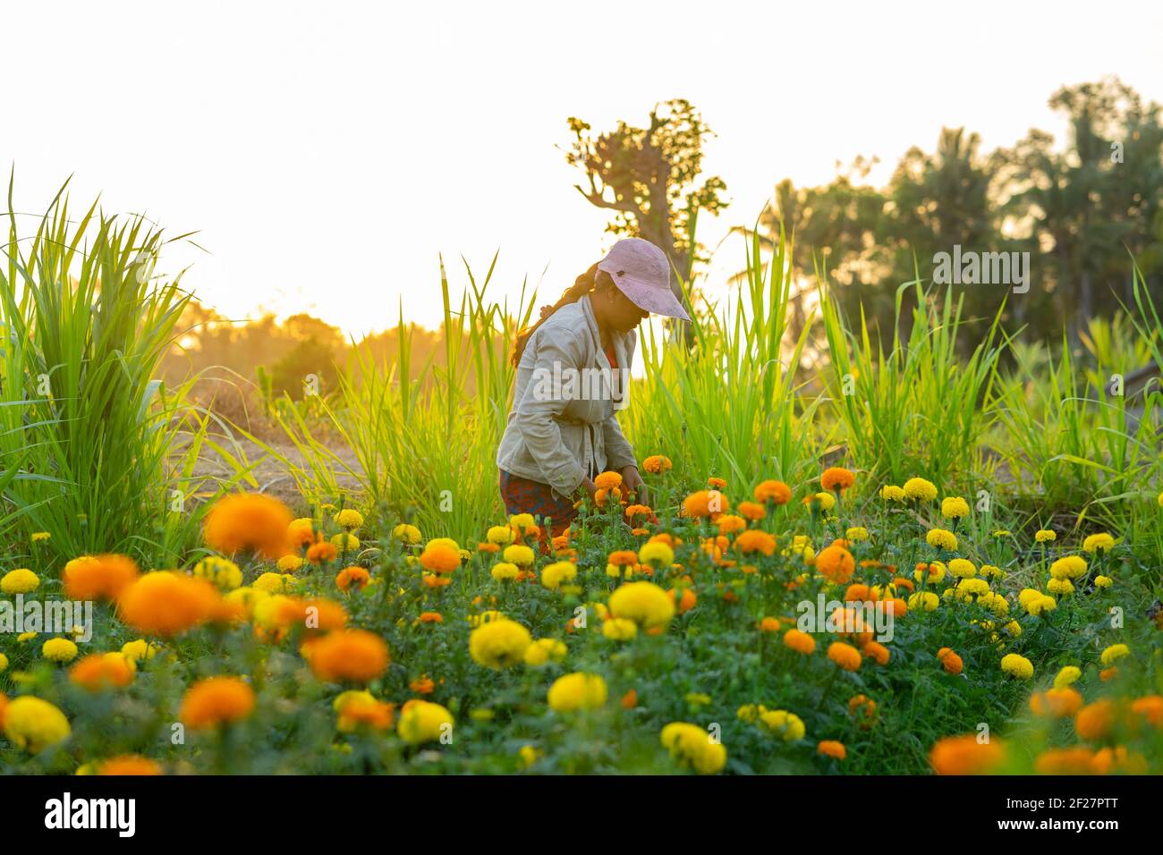 Marigold flower plantation in rural Bali Stock Photo - Alamy