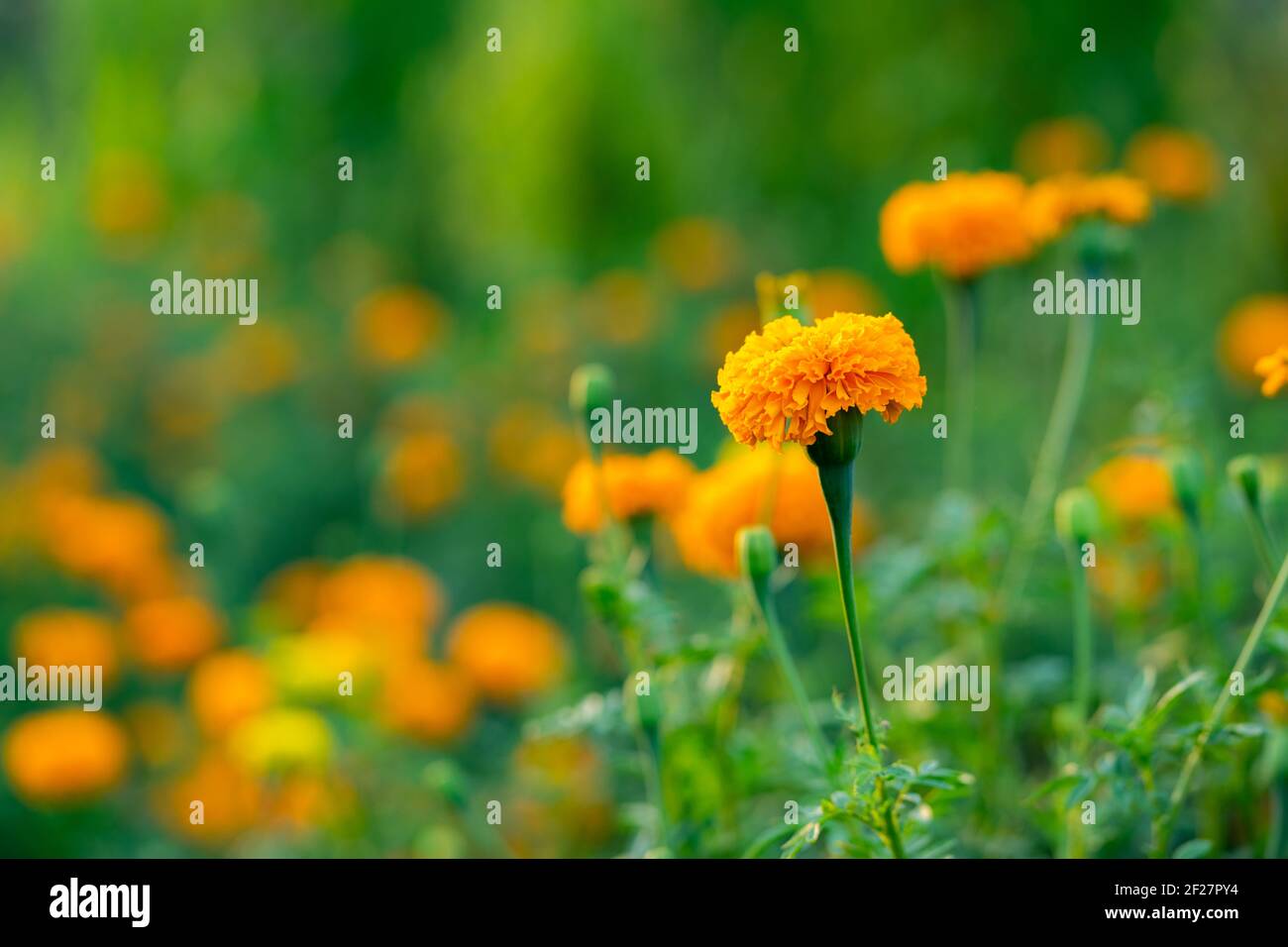 Marigold bali orange hi-res stock photography and images - Alamy