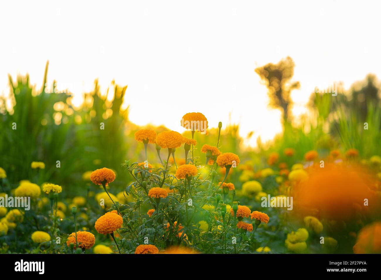 Marigold bali orange hi-res stock photography and images - Alamy