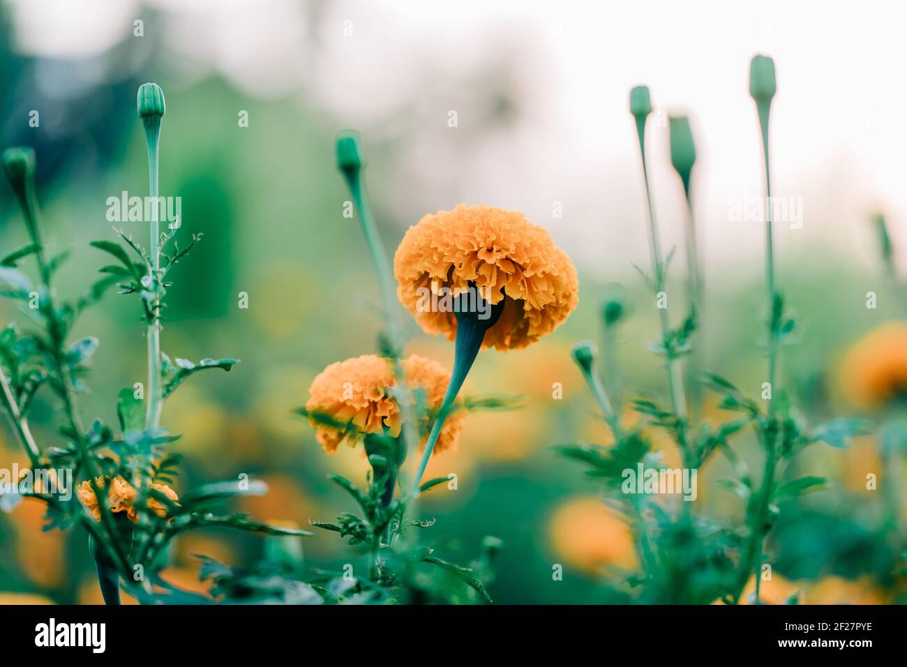 Marigold bali orange hi-res stock photography and images - Alamy