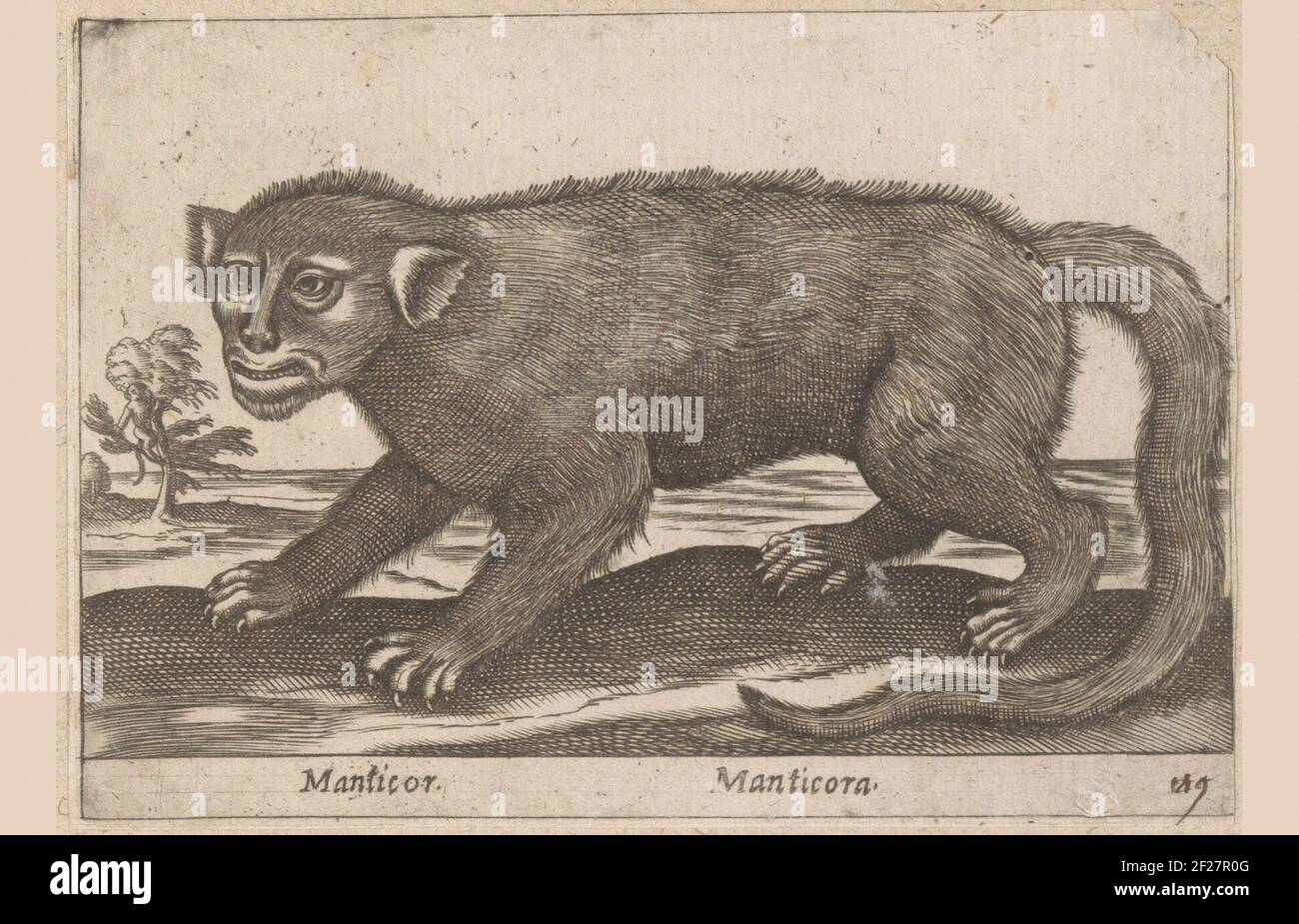 Manticore; Manticor / manticora; Animals and fabulous beings; Nova ...