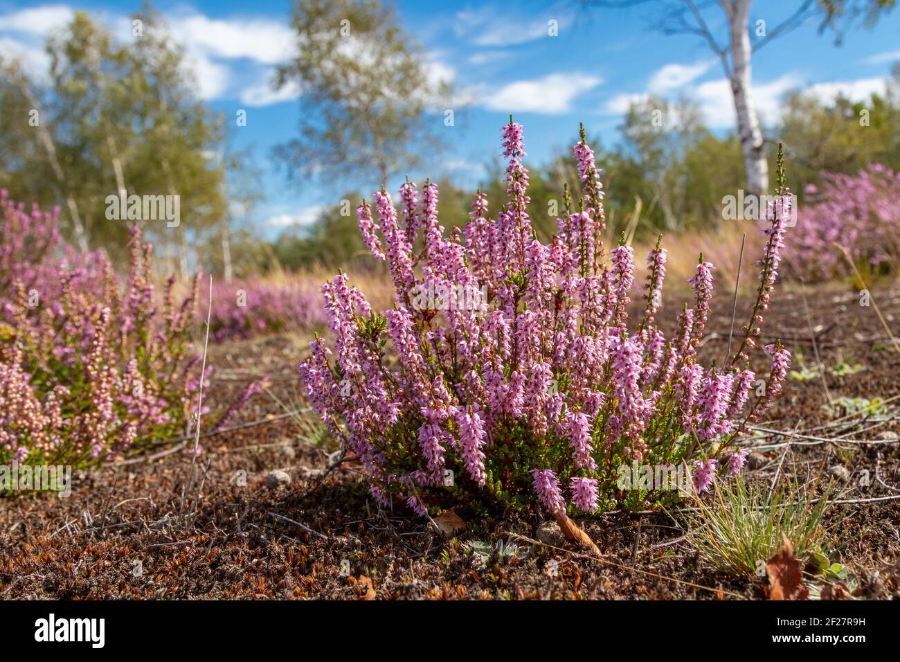 Erika wolf hi-res stock photography and images - Alamy