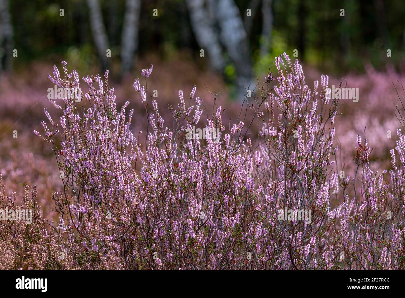 Erika wolf hi-res stock photography and images - Alamy