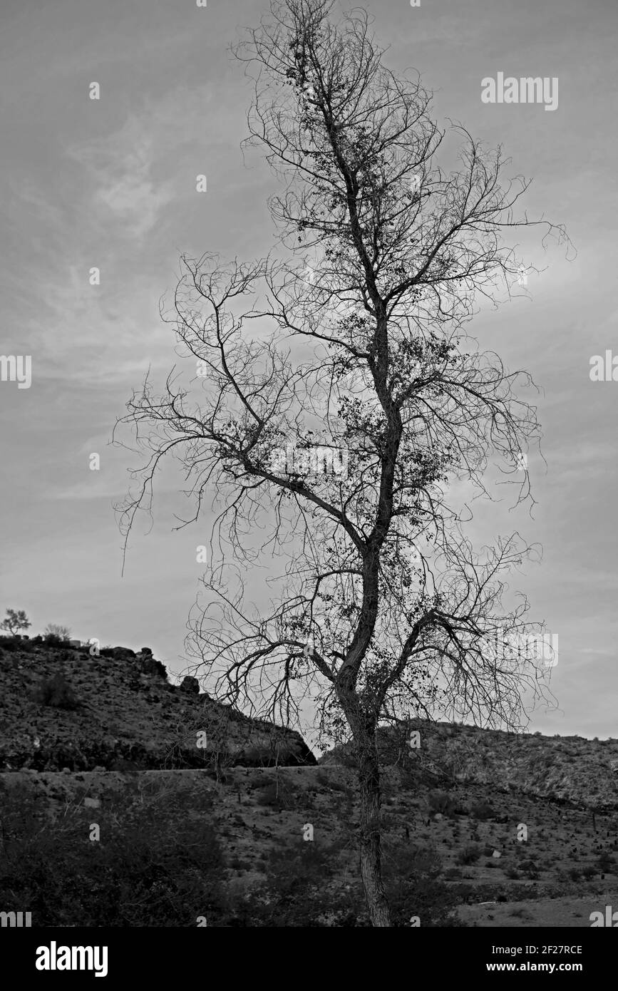 Tall desert tree with mountain background in black and white Stock ...