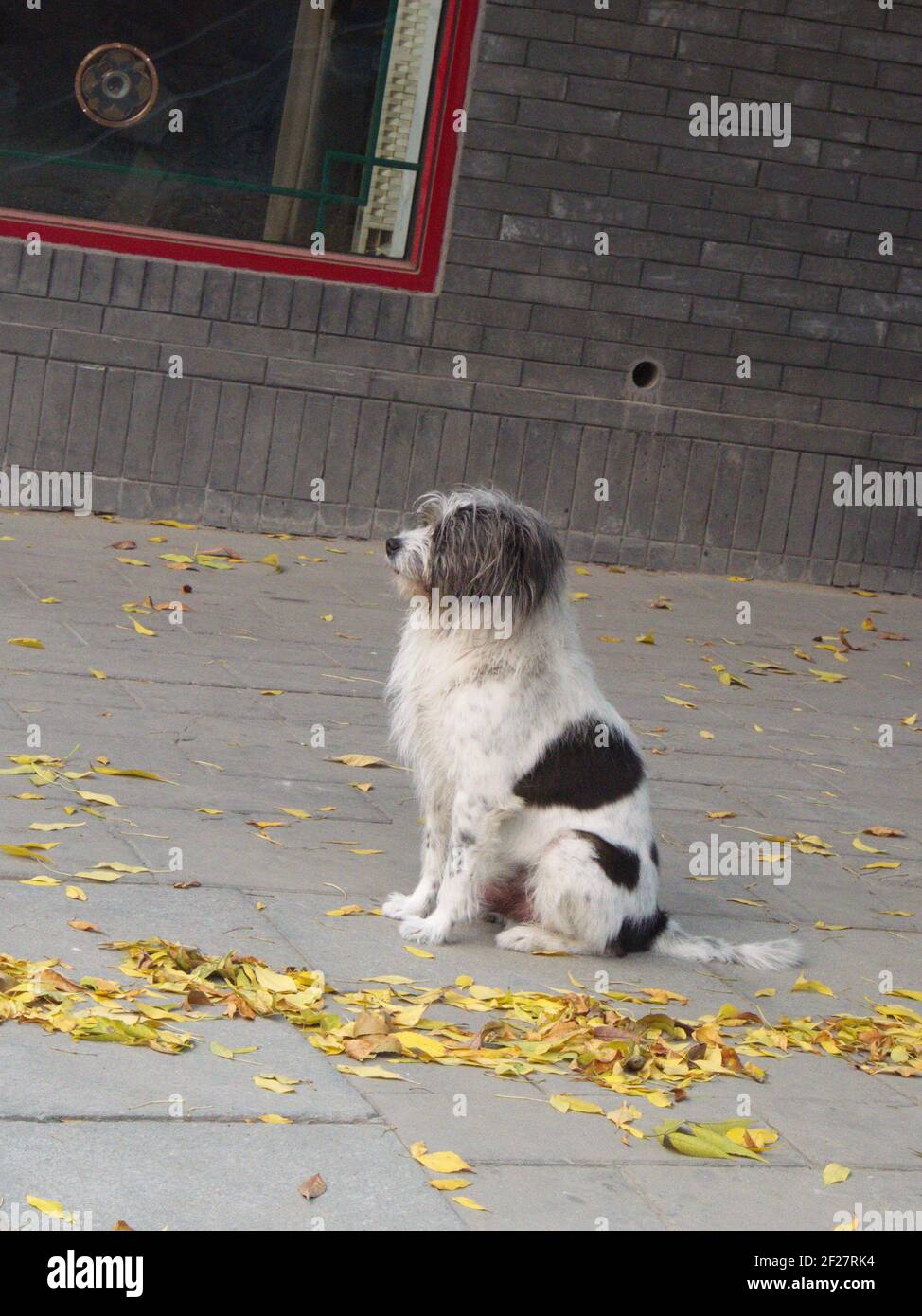 The Japanese Chin Dog, also known as the Japanese Spaniel, is a dog ...