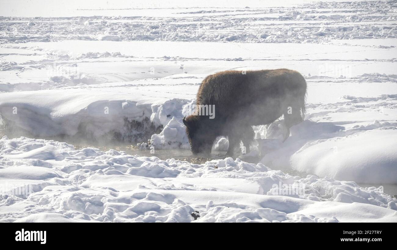Bison drinking river hi-res stock photography and images - Alamy