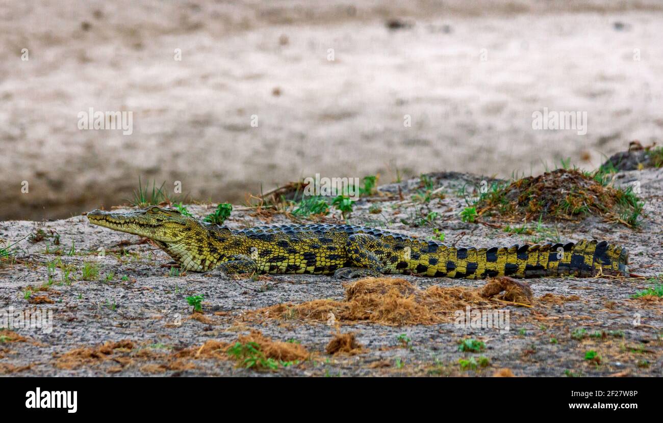 Wildlife krokodil hi-res stock photography and images - Alamy
