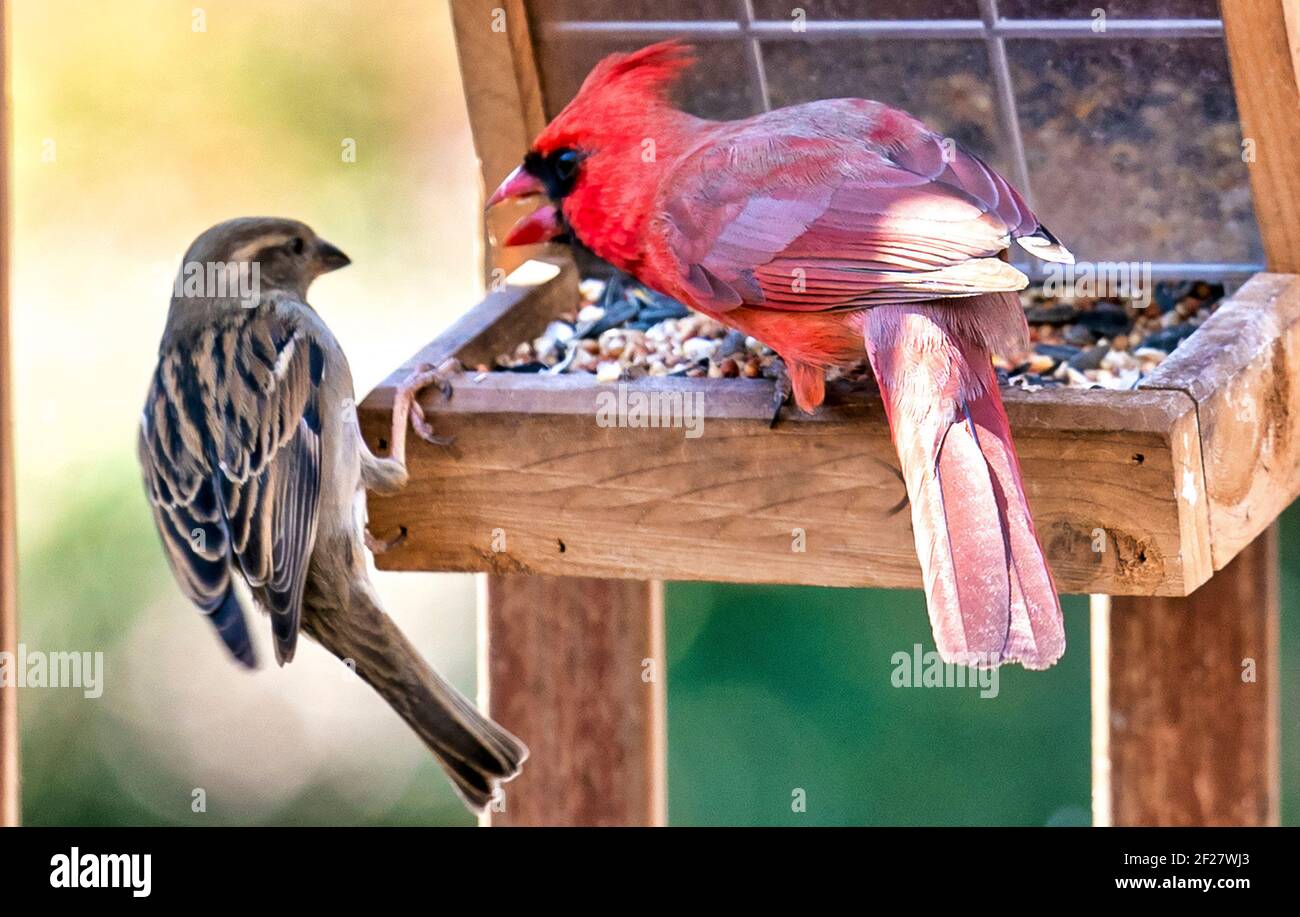 Northern Cardinal turns to win off an invading Sparrow Stock Photo - Alamy