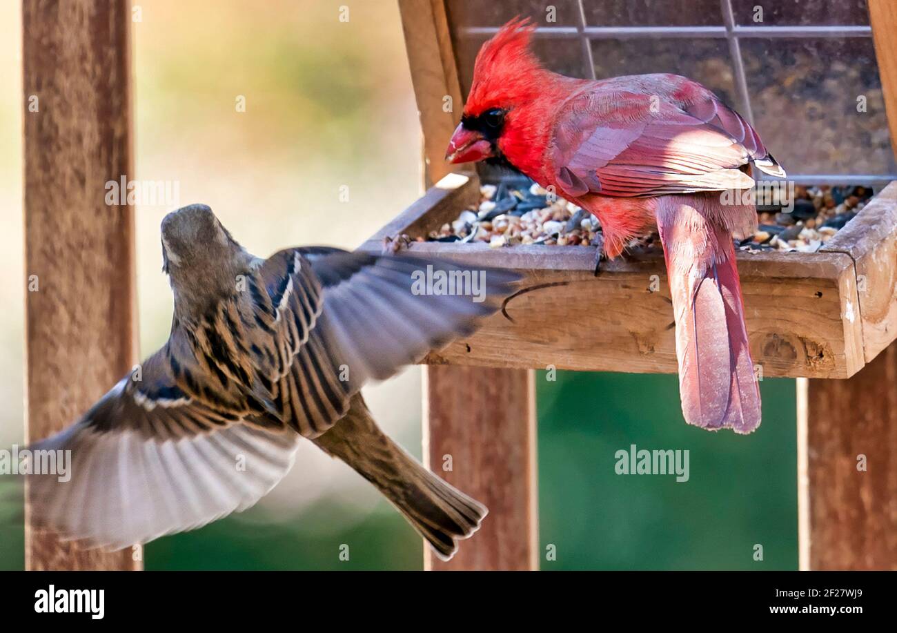 Northern Cardinal Angry Bird