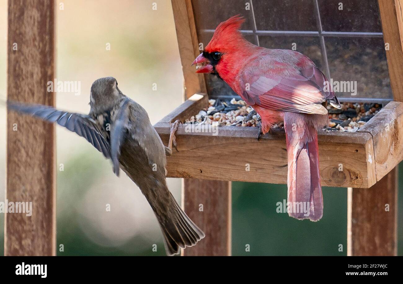 Northern Cardinal turns to win off an invading Sparrow Stock Photo - Alamy