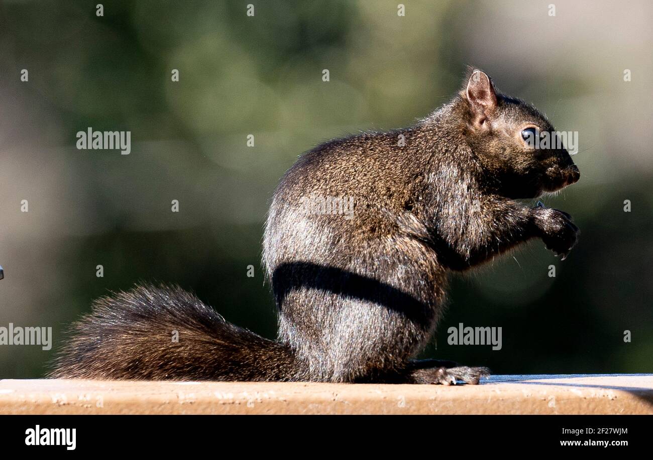 Black Squirrel on the deck nibbling on the bird seed Stock Photo - Alamy