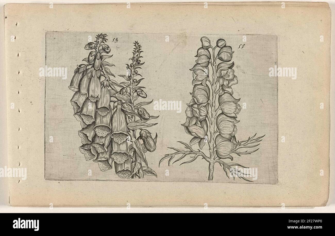 Foxglove and blue monk cap; Cognoscite lilia.foxglove (Digitis Purpurea ...