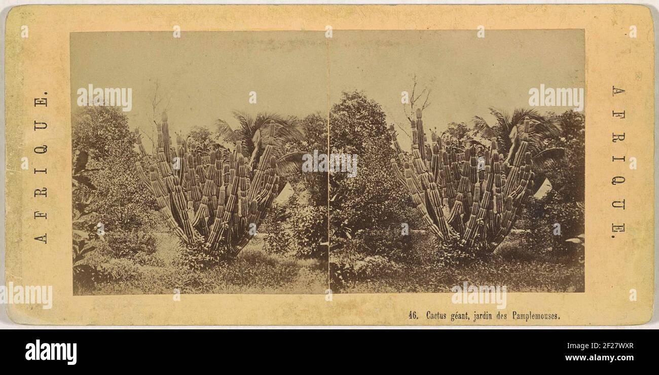 Cactus geant hi-res stock photography and images - Alamy