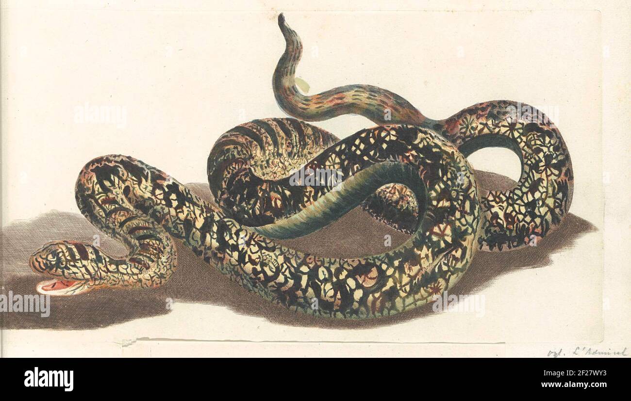 Slang.Winked snake with open mouth. This print is part of an album ...