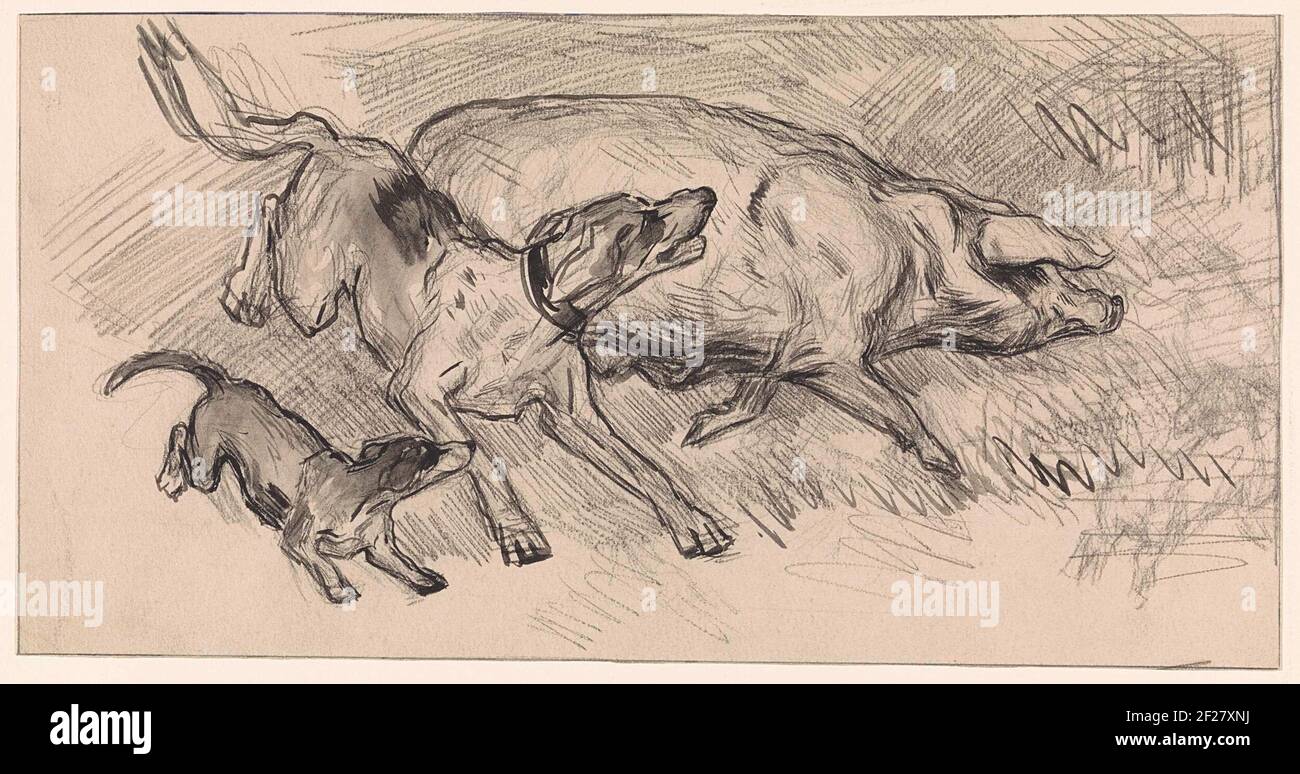 Two dogs shunting a pig Stock Photo - Alamy