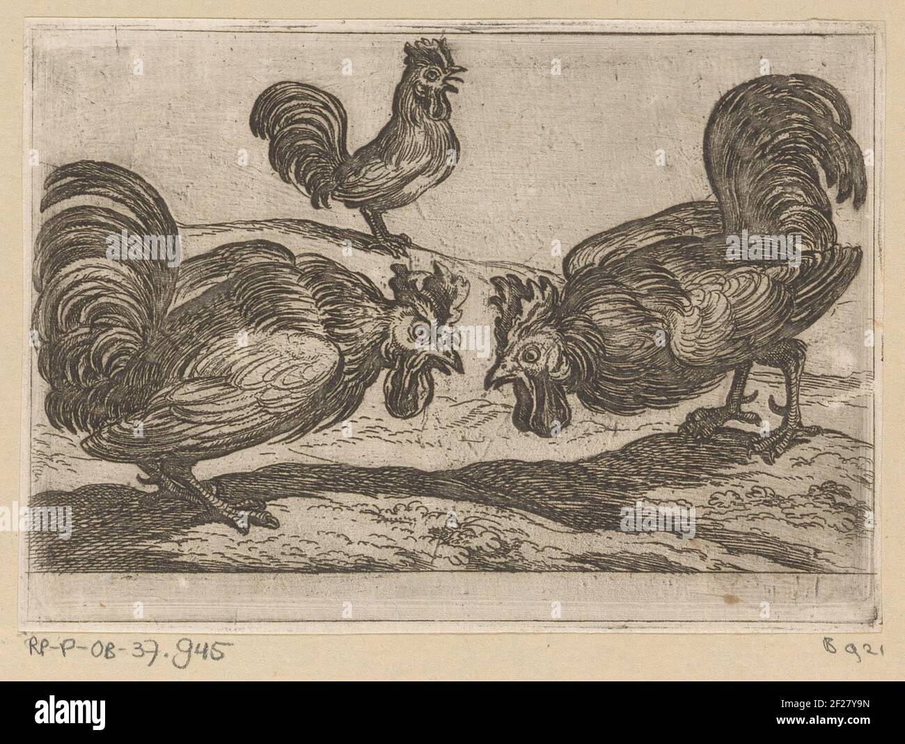 Fighting roosters hi-res stock photography and images - Alamy