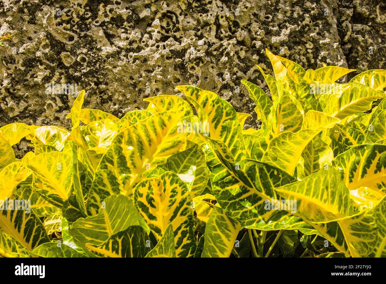 Yellow and green Croton plants grow by a wall inside the mysterious ...