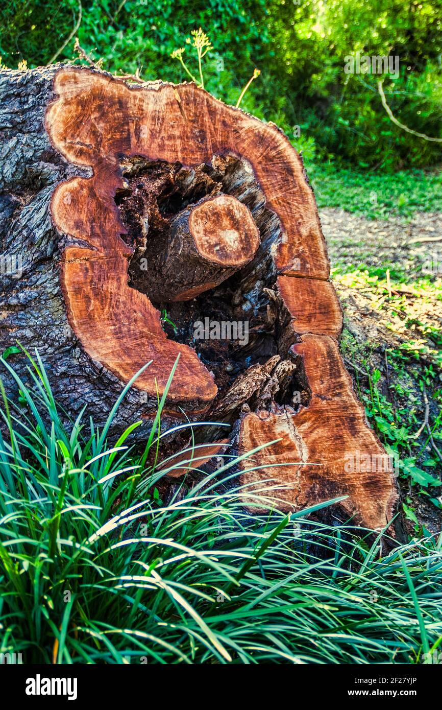 The cut stump of a fallen tree forms an interesting pattern at the ...