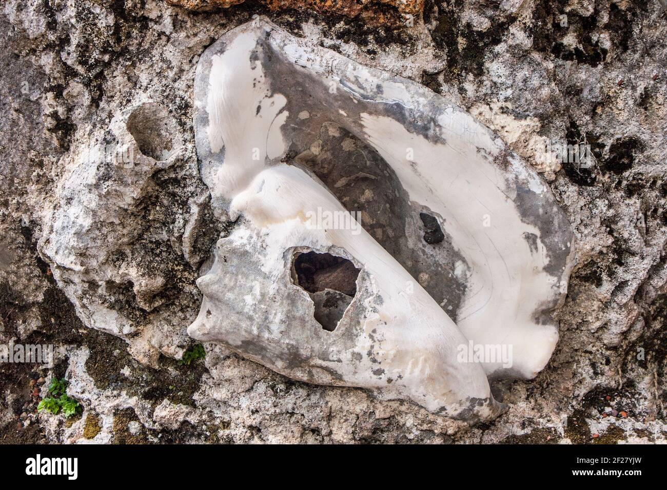 A fossilized conch shell in a wall of the mysterious Coral Castle ...