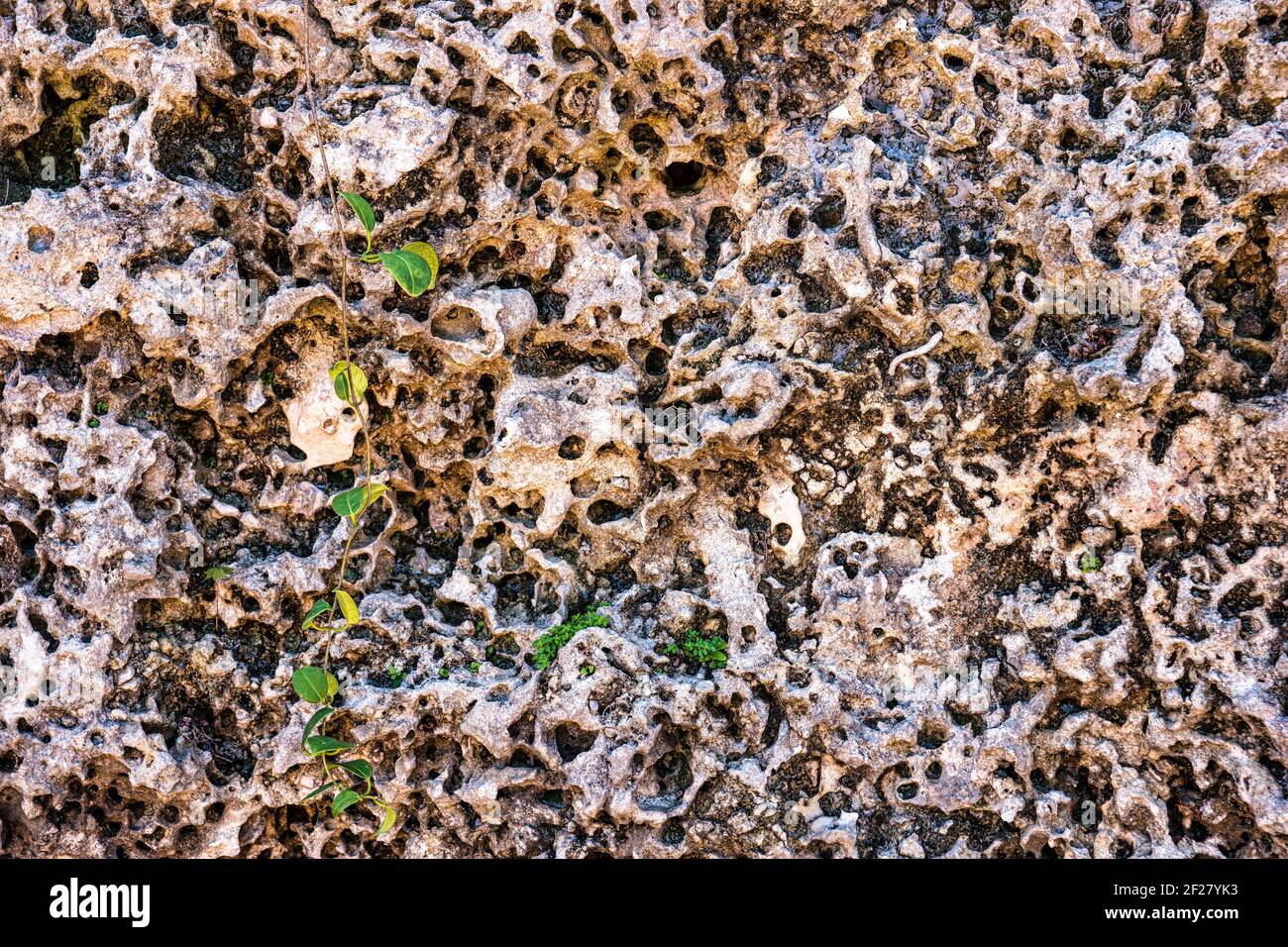 The texture of coral rock forms a background inside the mysterious ...