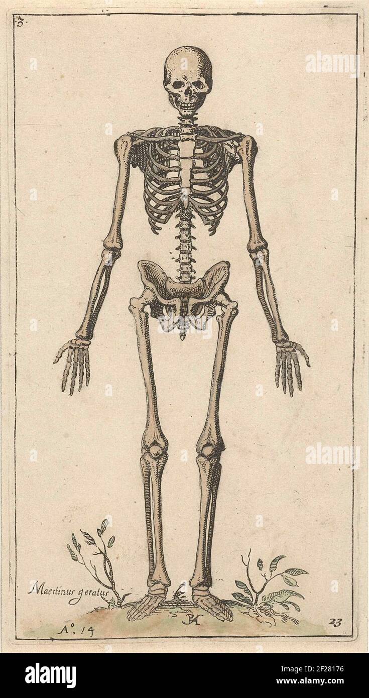 Skeletal system front view hi-res stock photography and images - Alamy