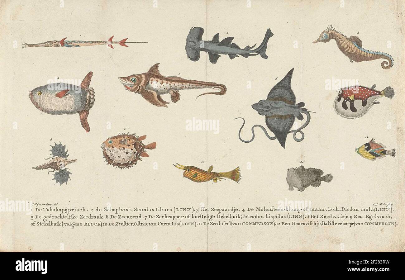 Twelve different fish species. Scientific display of twelve fish with a ...