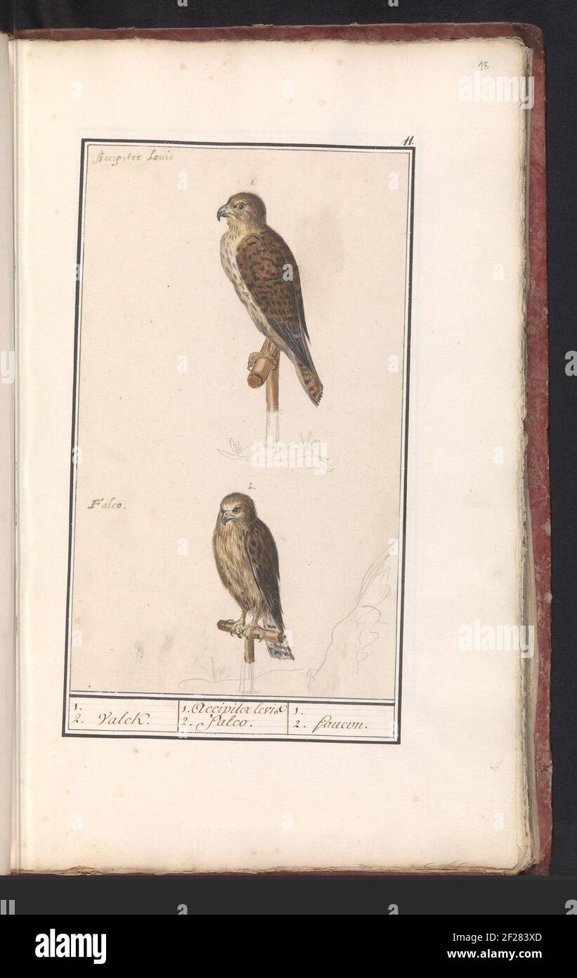 Two kestrels hi-res stock photography and images - Alamy