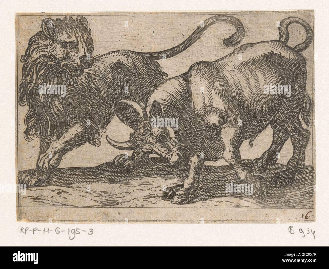 A bull attacking a lion; Fighting animals Stock Photo - Alamy