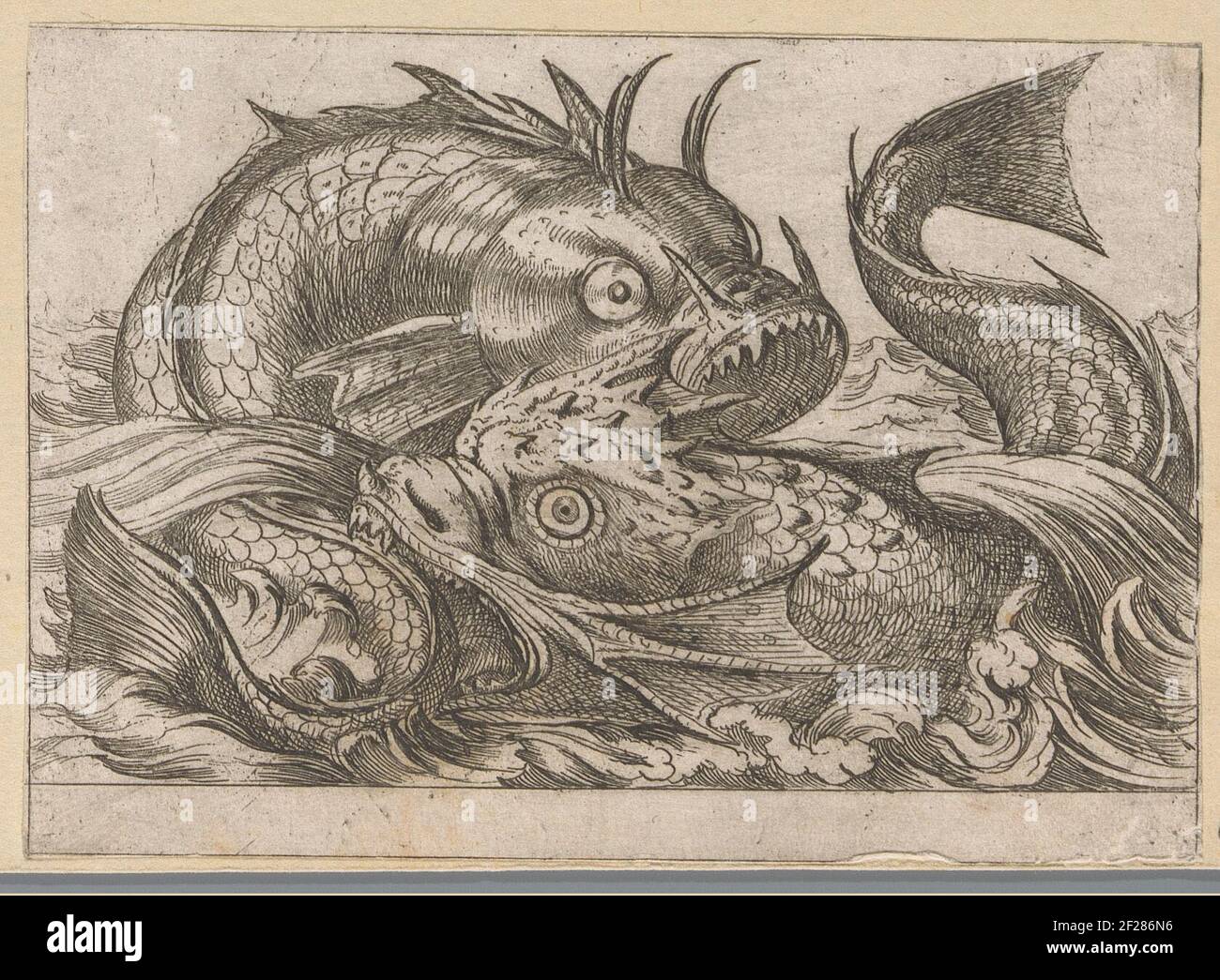 Two fighting fish; Fighting animals Stock Photo - Alamy