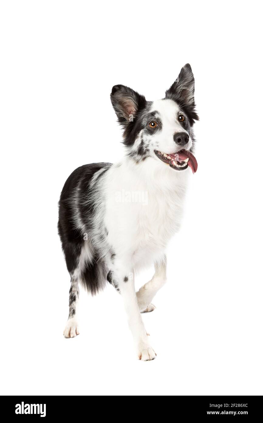 Border collie dog in front of a white background Stock Photo - Alamy