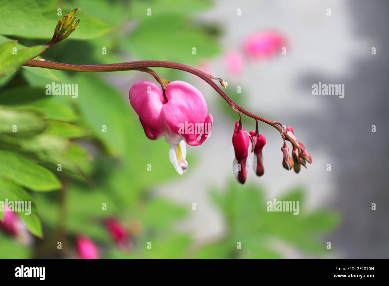 Closeup view of bleeding heart flowers blooming Stock Photo - Alamy