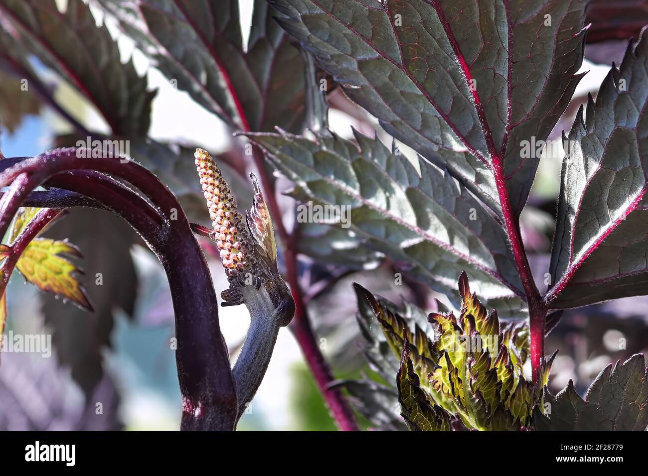 Bugbane hi-res stock photography and images - Alamy