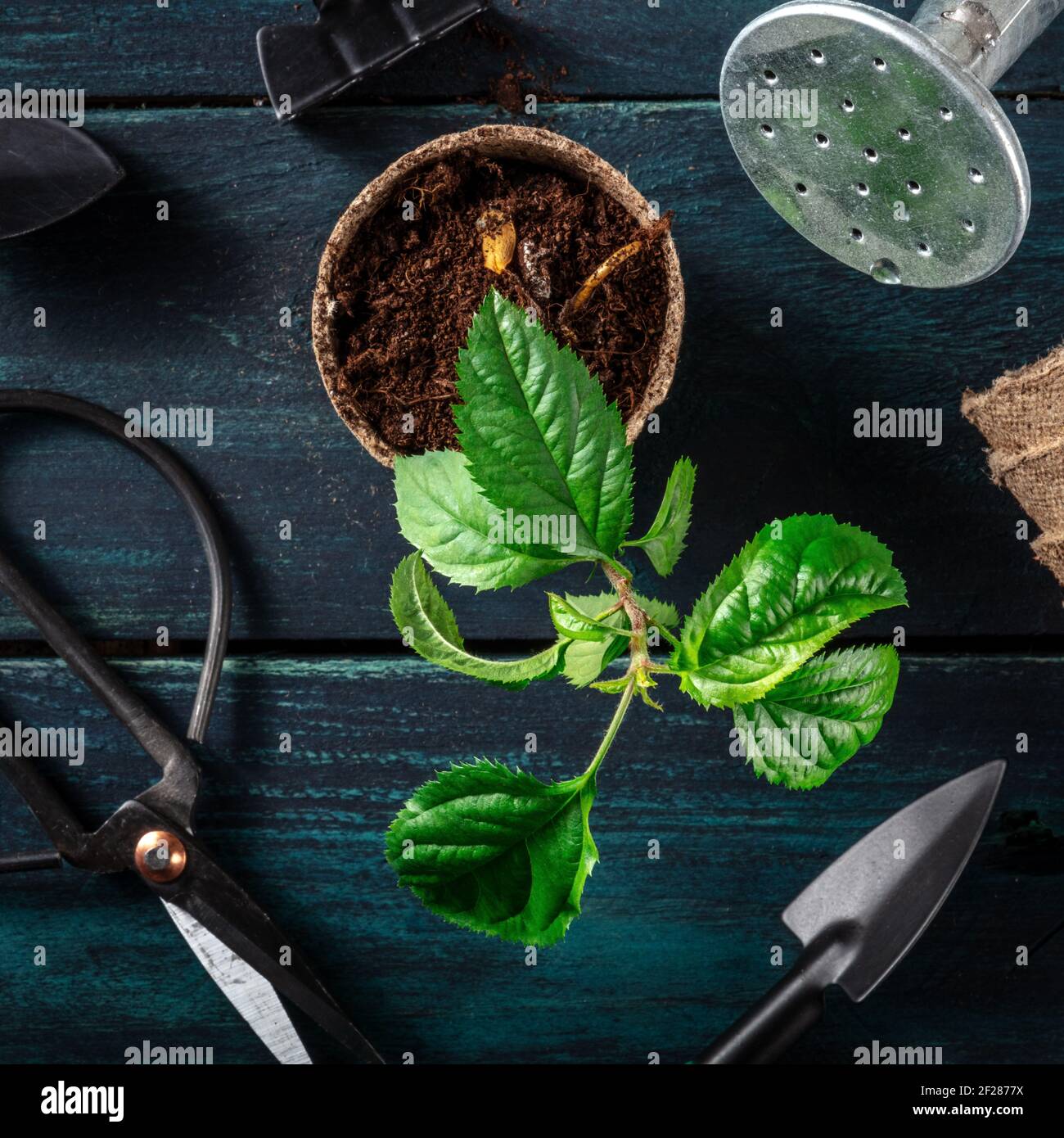 Ready for repotting hi-res stock photography and images - Alamy