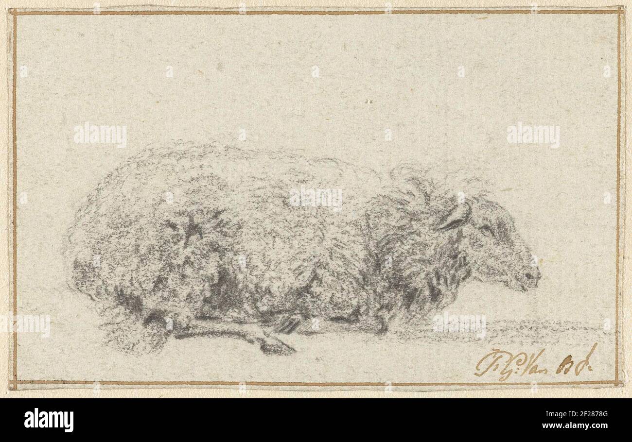 Lying sheep, from the side, to the right Stock Photo - Alamy