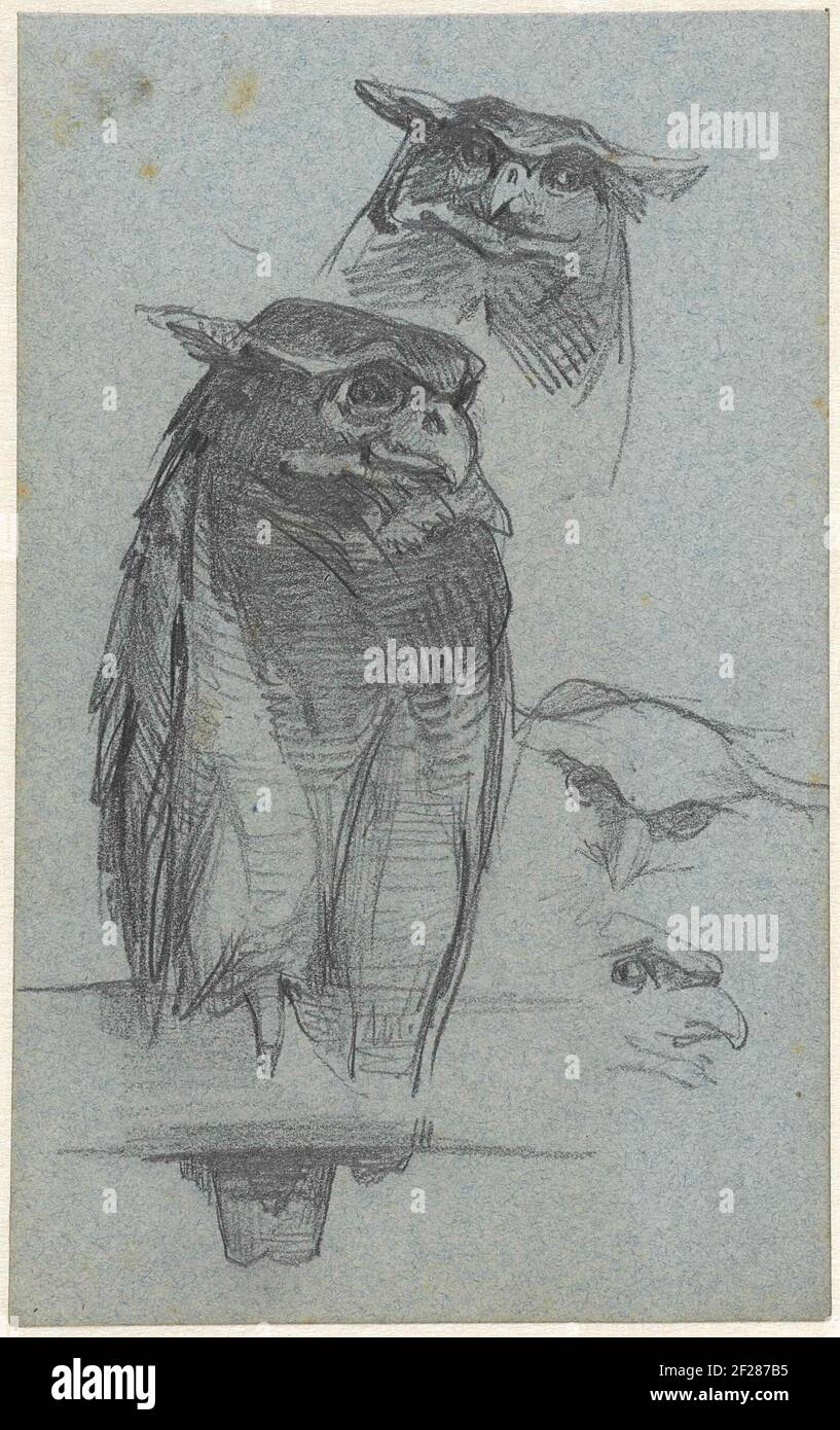 Owl studies hi-res stock photography and images - Alamy