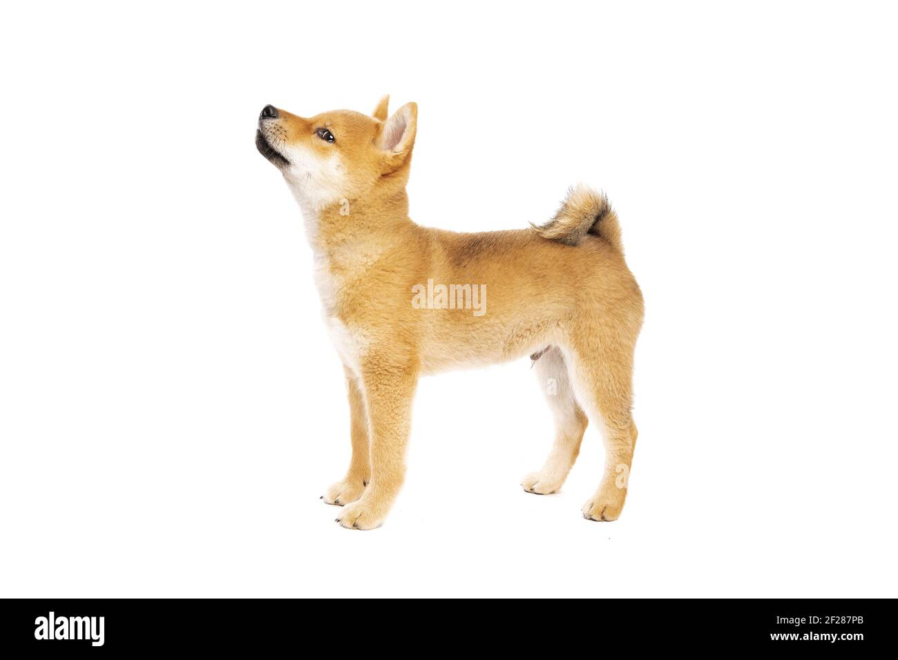 Shiba Inu Japanese breed dog Stock Photo - Alamy