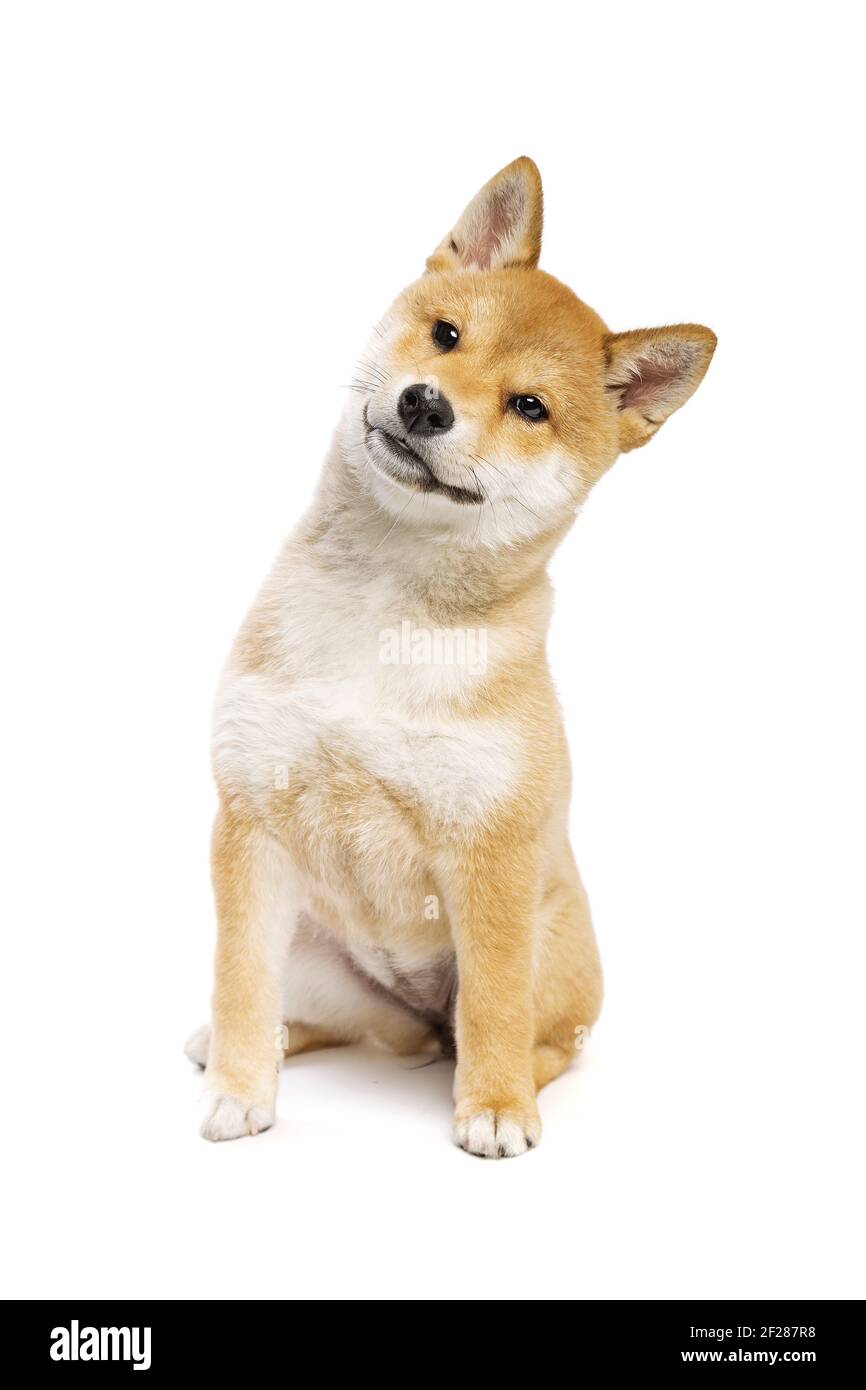 Shiba Inu Japanese breed dog Stock Photo - Alamy