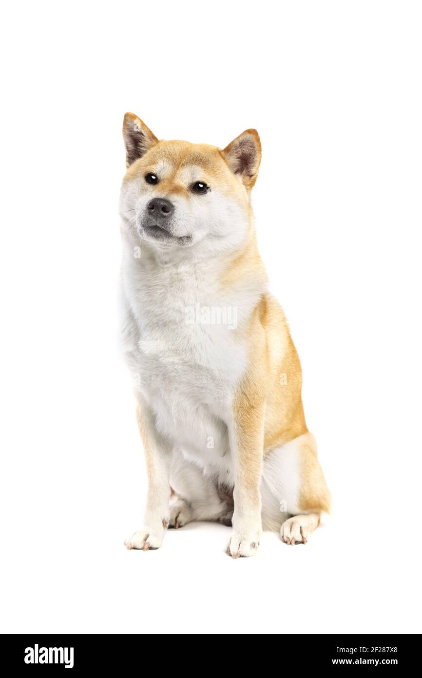 Shiba Inu Japanese breed dog Stock Photo - Alamy