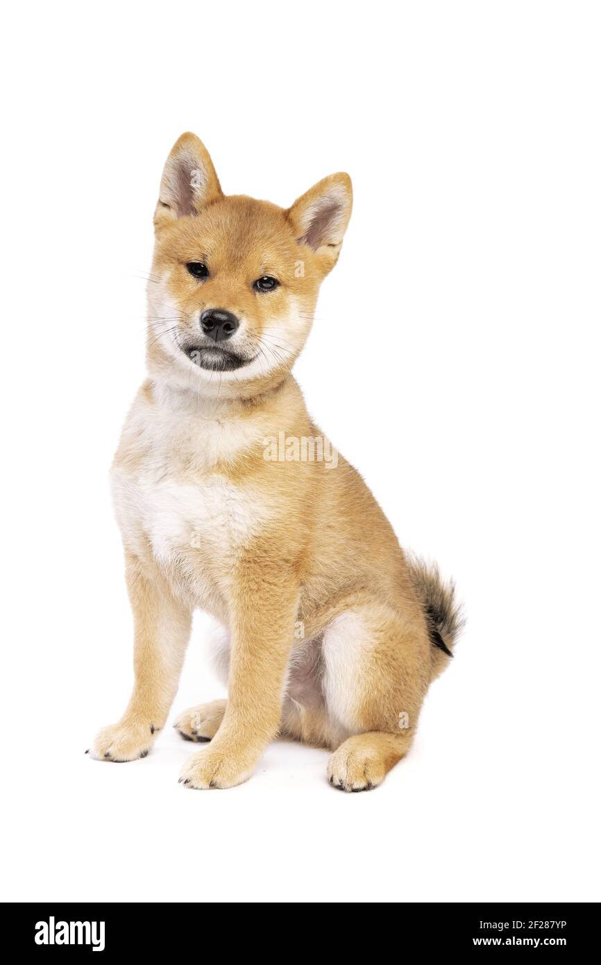 Shiba Inu Japanese breed dog Stock Photo - Alamy