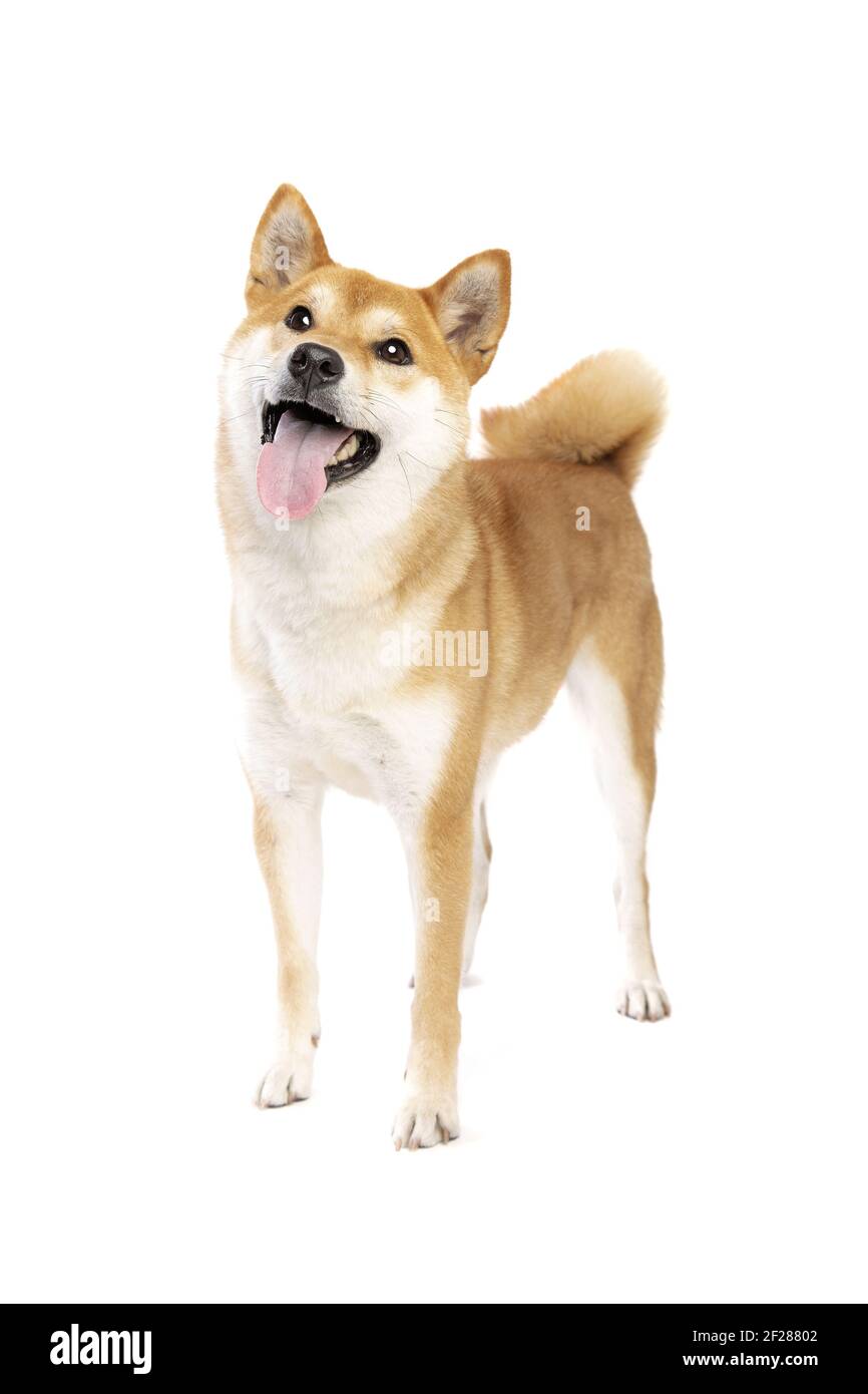 Shiba Inu Japanese breed dog Stock Photo - Alamy