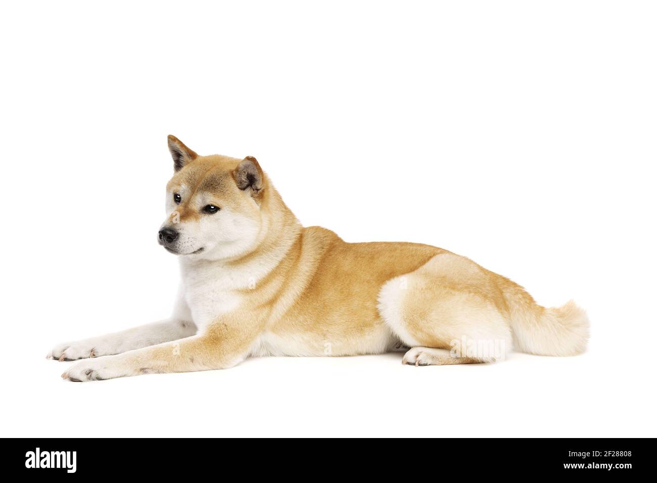 Shiba Inu Japanese breed dog Stock Photo - Alamy