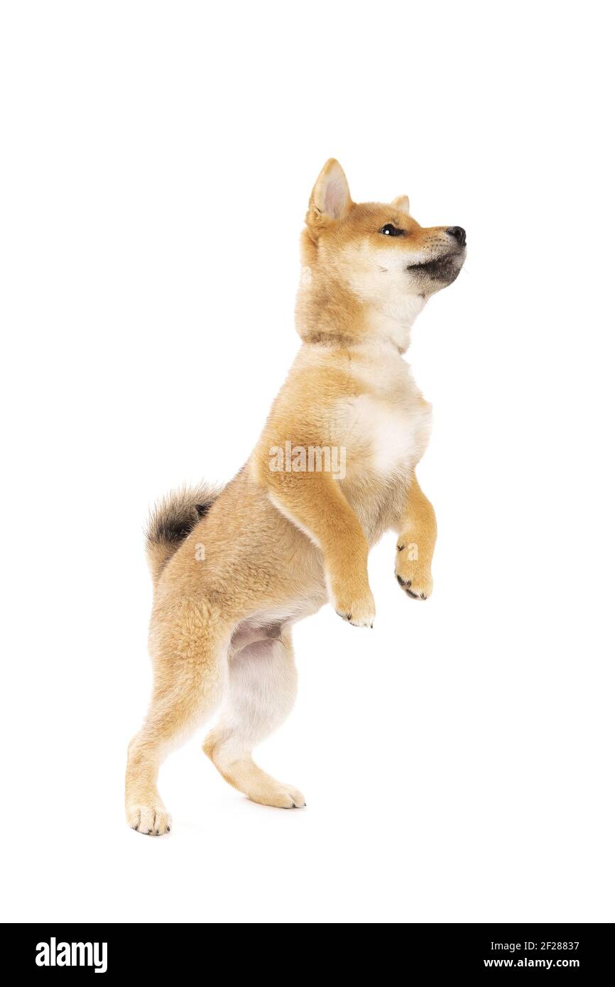 Shiba Inu Japanese breed dog Stock Photo - Alamy