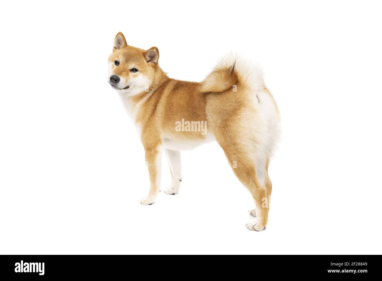 Shiba Inu Japanese breed dog Stock Photo - Alamy