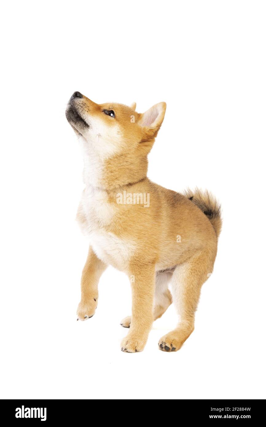 Japan breed hi-res stock photography and images - Alamy