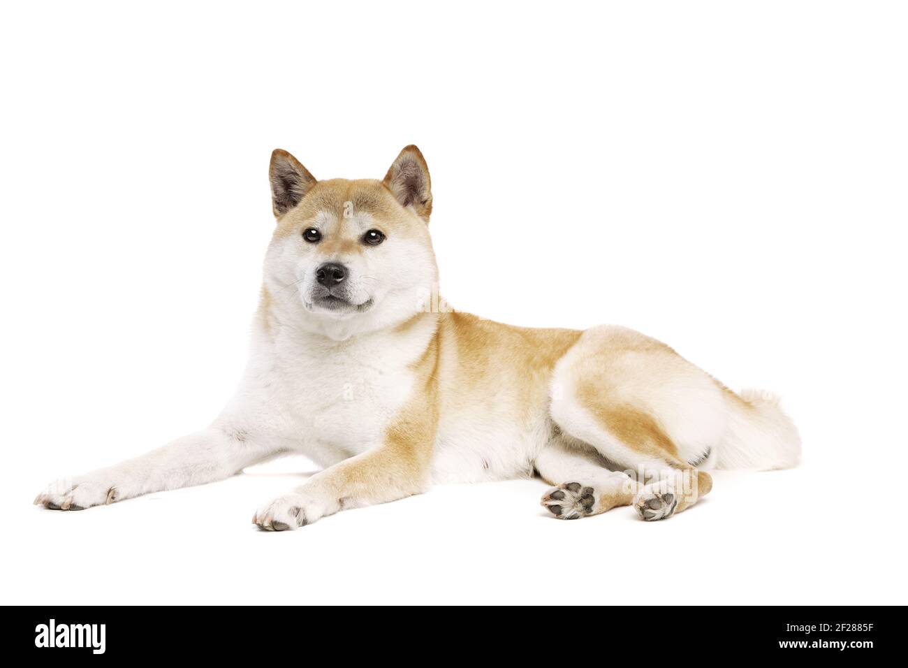 Shiba Inu Japanese breed dog Stock Photo - Alamy