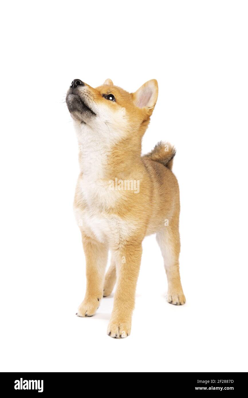 Shiba Inu Japanese breed dog Stock Photo - Alamy