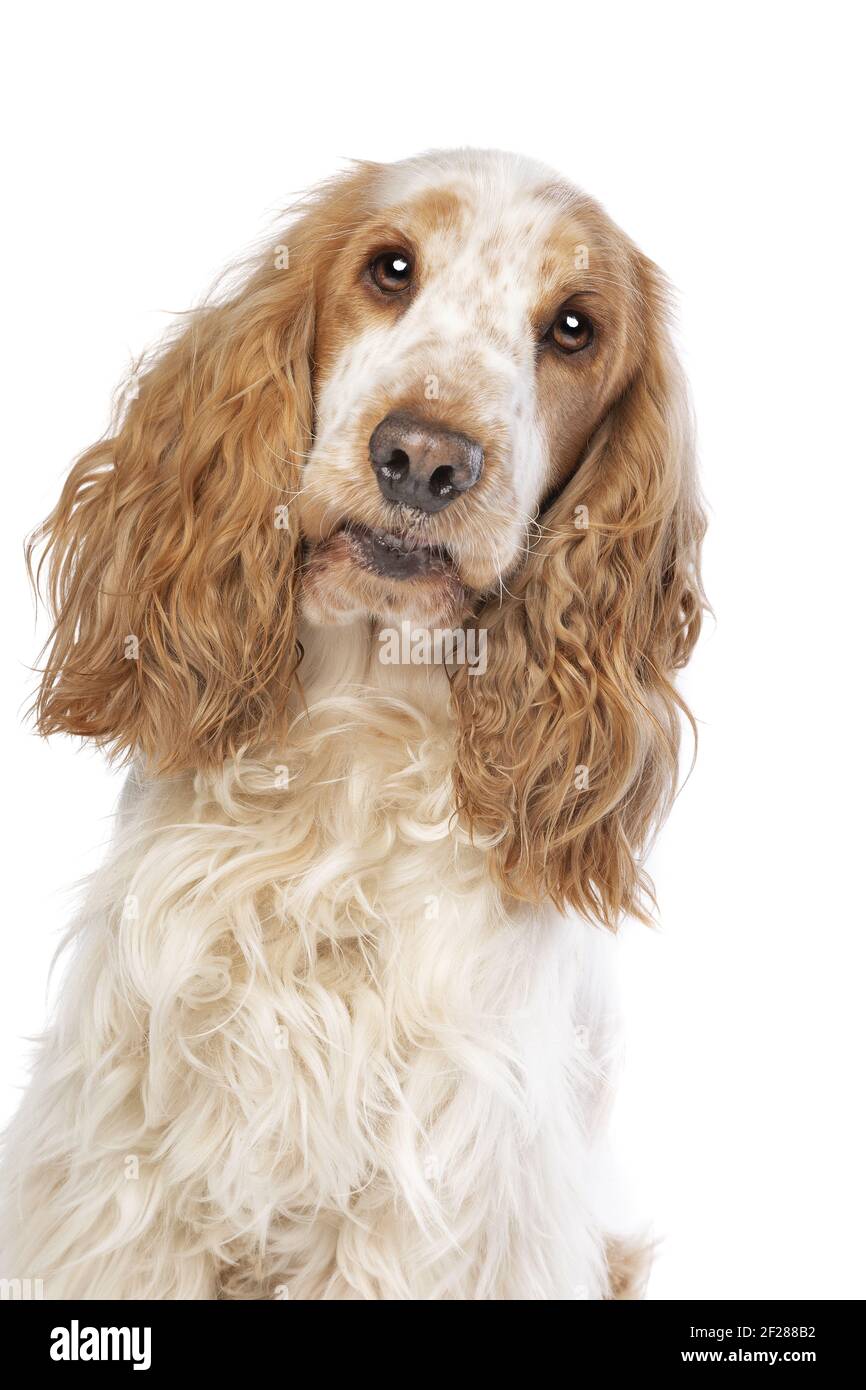 Orange roan english cocker spaniel Stock Photo - Alamy