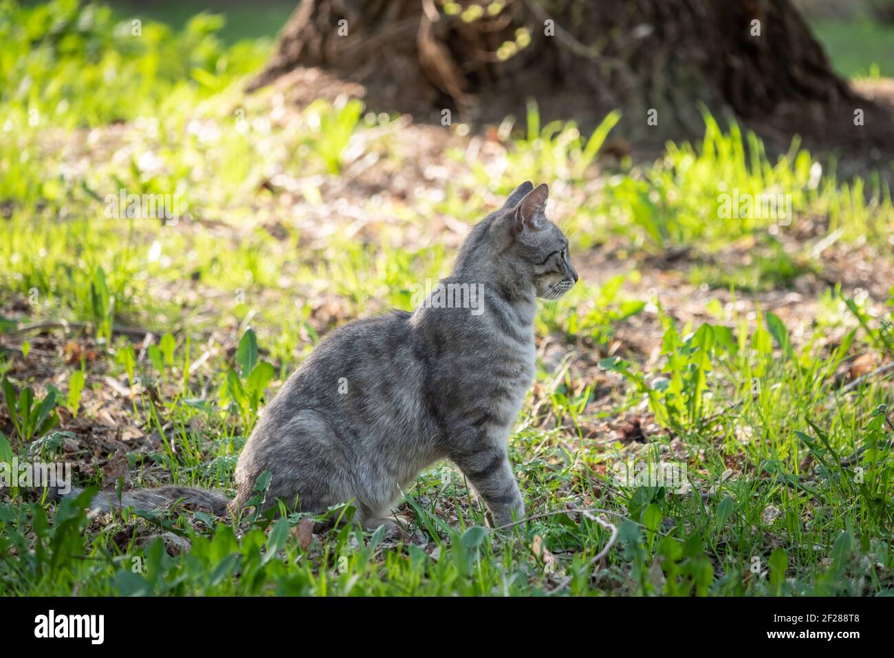 A beautiful fluffy gray cat sits on a green lawn in the sunset light ...