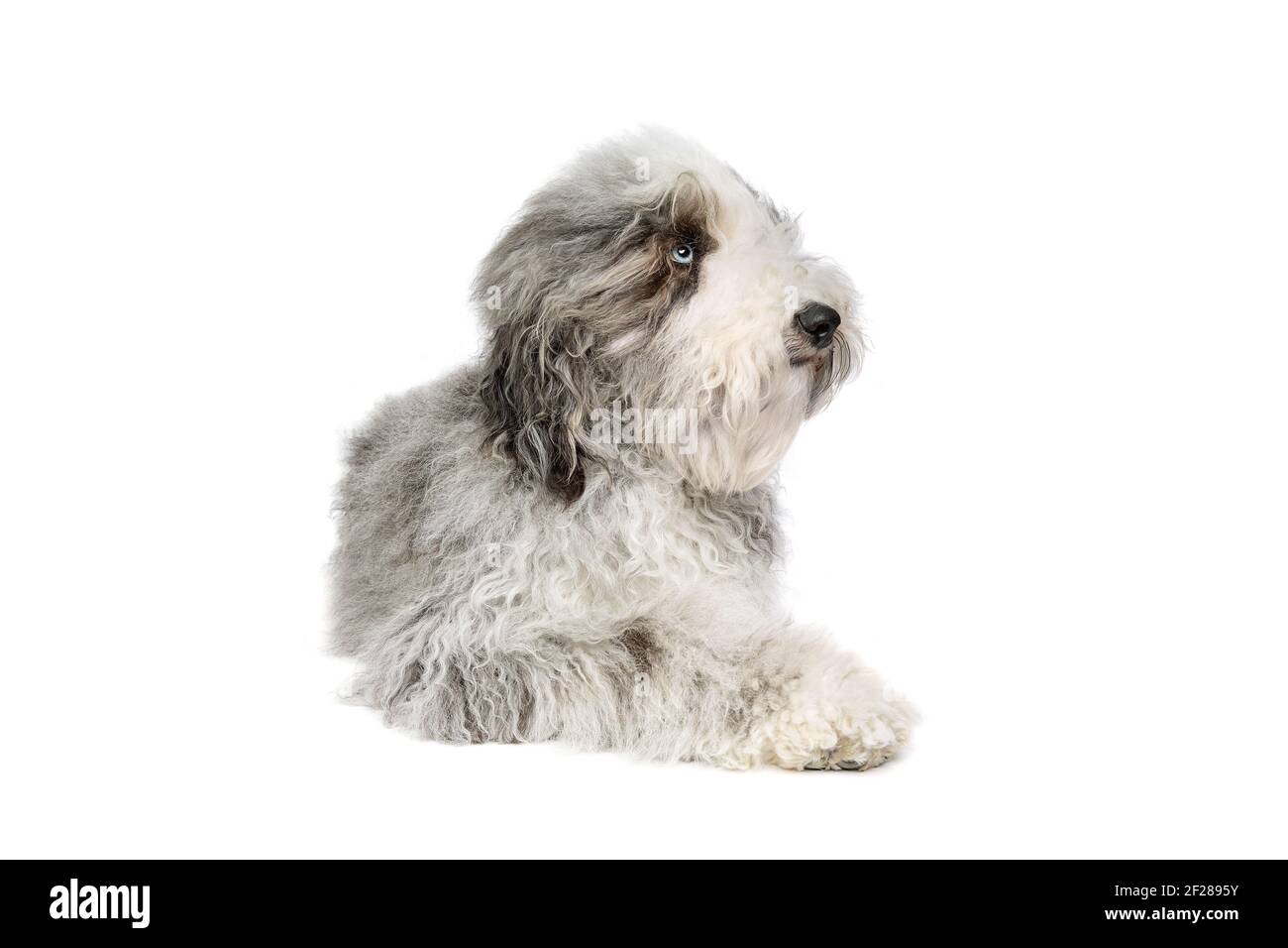 Sheepadoodle dog hi-res stock photography and images - Alamy