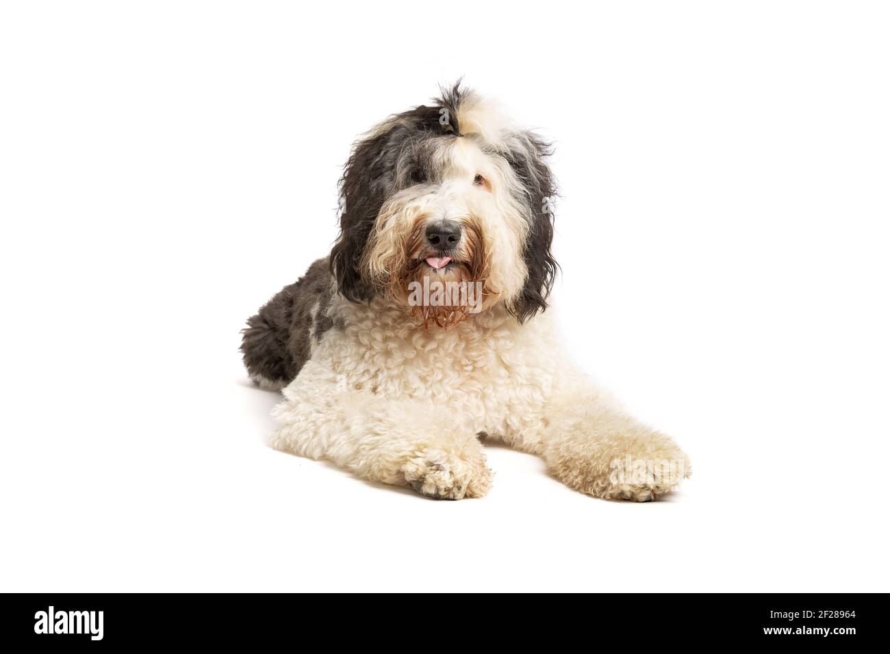 Sheepadoodle dog isolated on white Stock Photo - Alamy